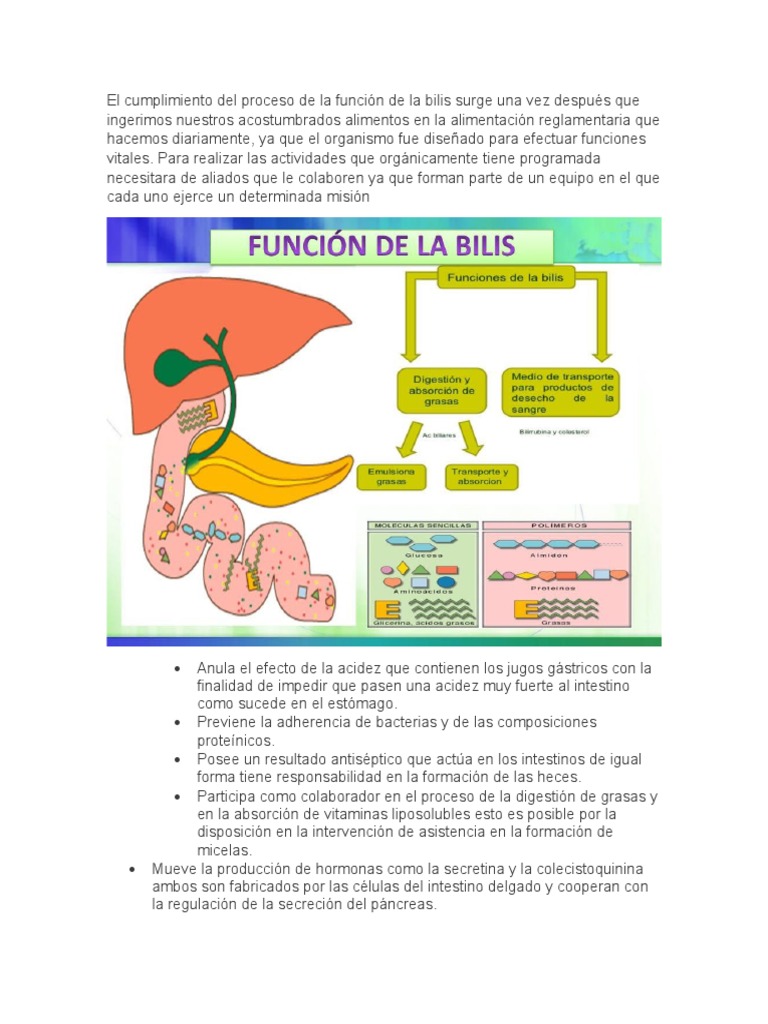 Funciones y composición de la bilis | PDF