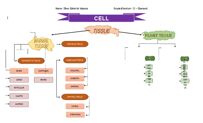 Connective Tissue Concept Map