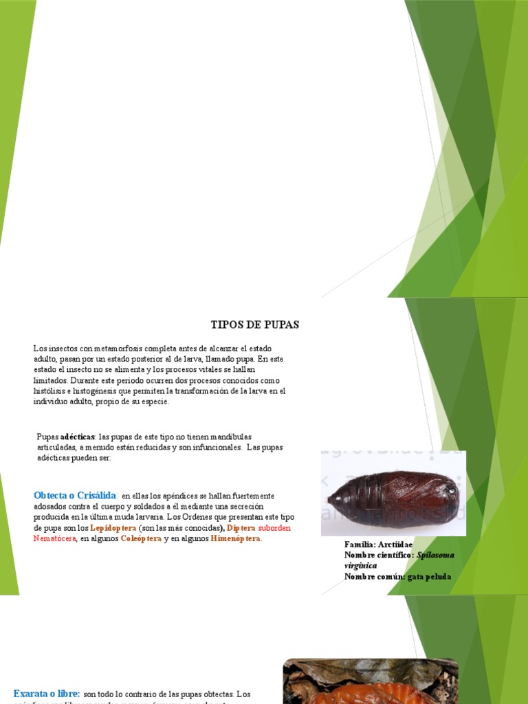J.L.J.A - Tipos de Pupa | PDF | Crisálida | Mosca