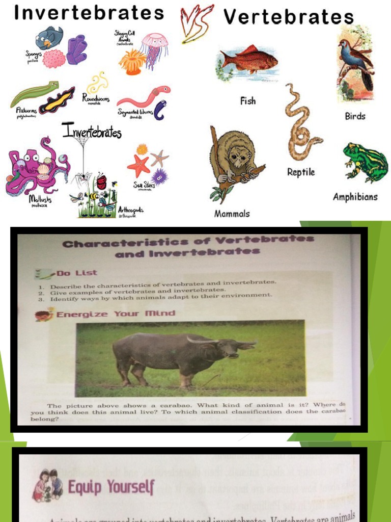 Chapter 3 Lesson 17 Vertebrates | PDF | Wellness