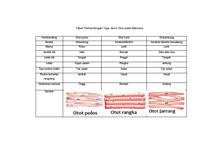 08b-Tabel Perbandingan Tiga Jenis Otot Pada Manusia | PDF