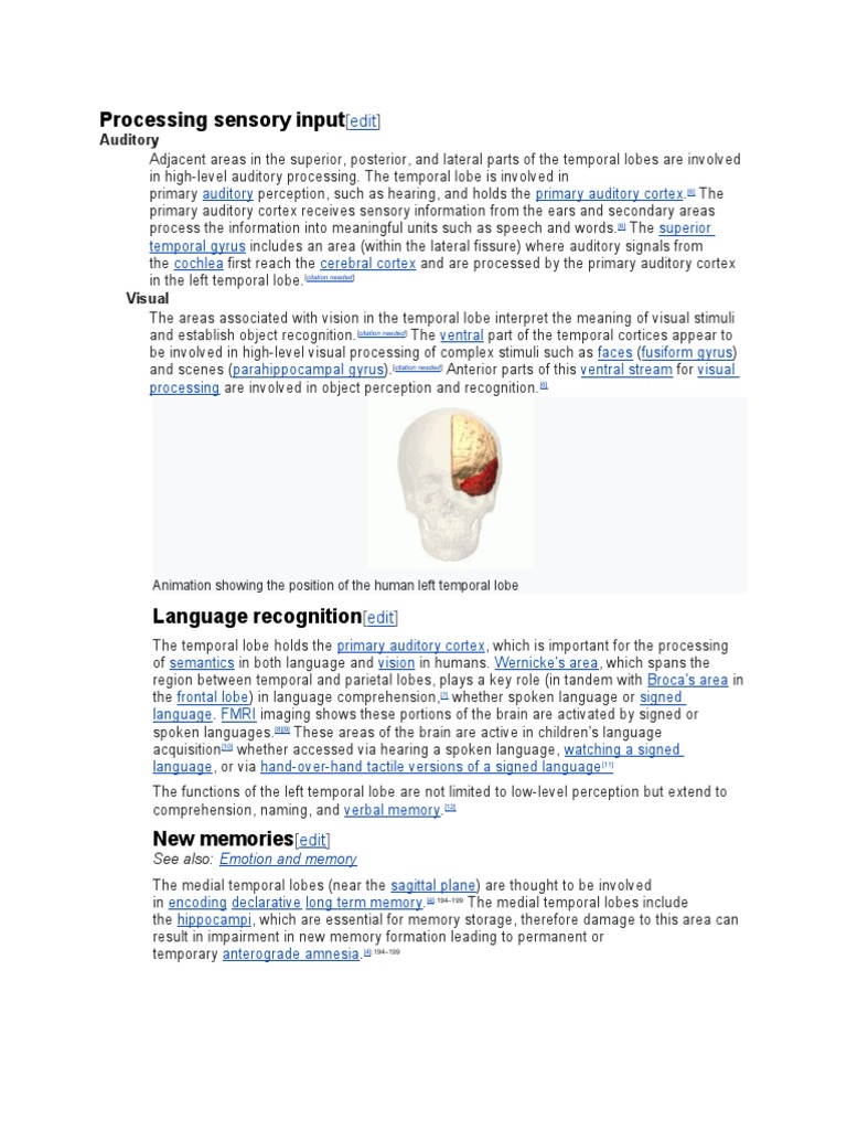Processing Sensory Input | PDF | Temporal Lobe | Cognition