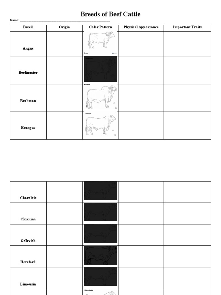 Breeds of Beef Cattle: Breed Origin Color Pattern Physical Appearance ...