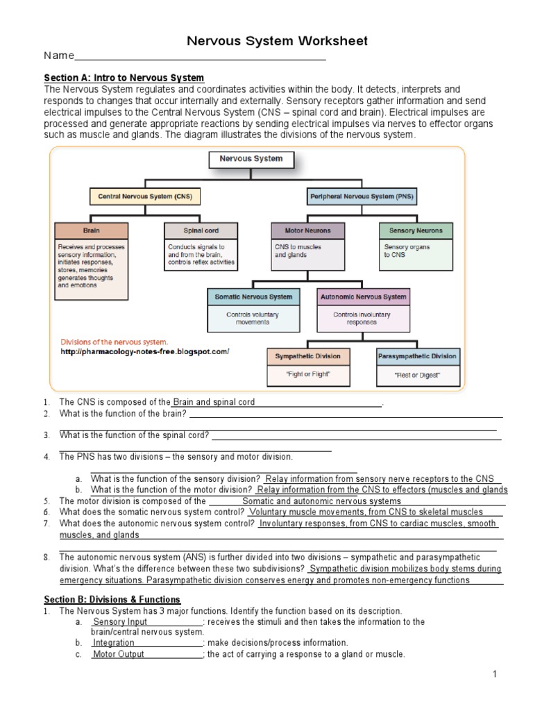 Nervous System Worksheet | PDF | Neurotransmitter | Neuron