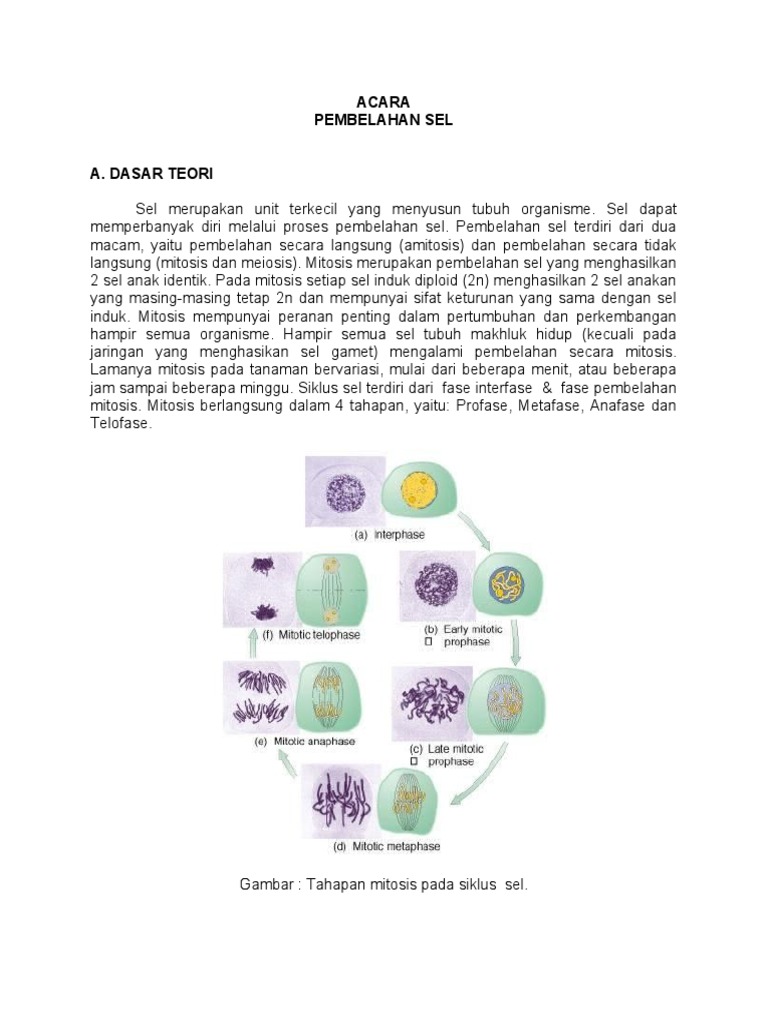 Pembelahan Sel - Petunjuk - Biodas - 2021 | PDF