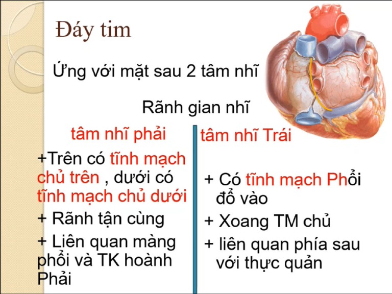 Đáy Tim | PDF