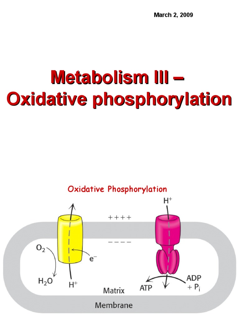 Mastering Biology Oxidative Phosphorylation Concept Map