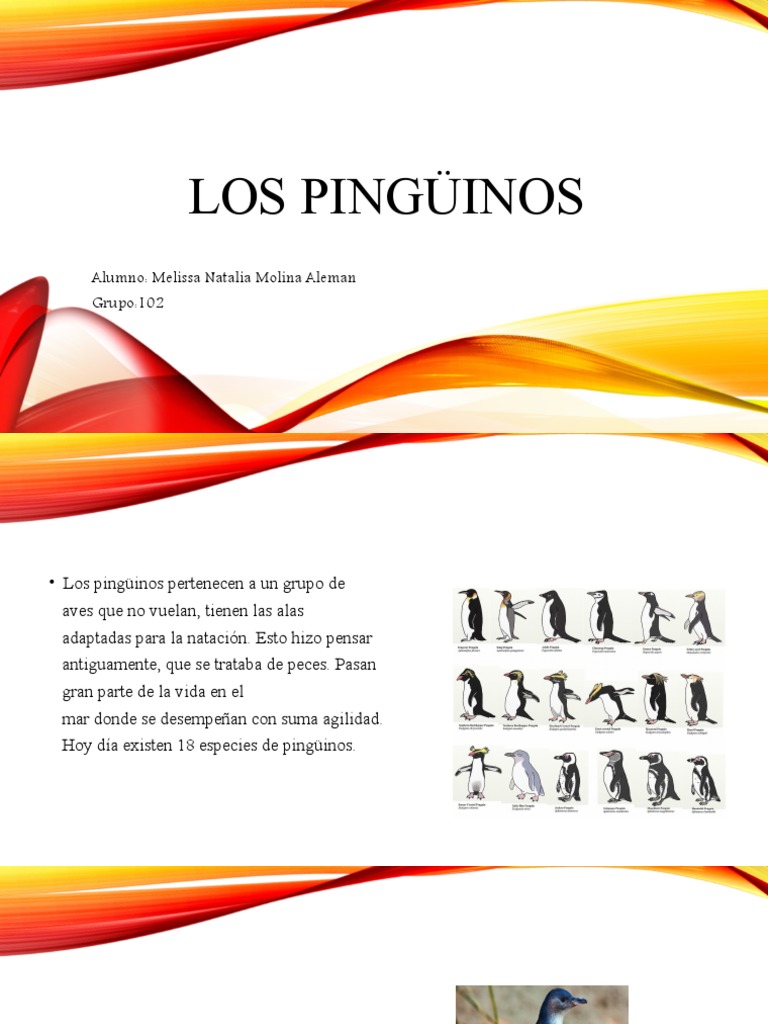 Los Pingüinos | PDF | Pingüino | Pescado