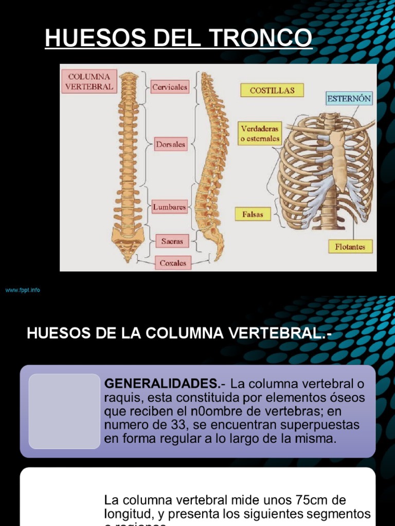Huesos Del Tronco | PDF