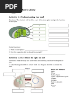 Chloroplast Labelled A Level Diagram | PDF | Chloroplast | Cell (Biology)