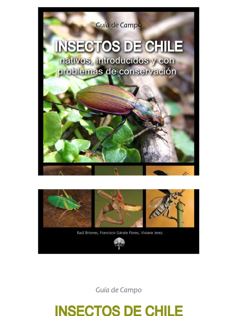 Insectos de Chile | PDF
