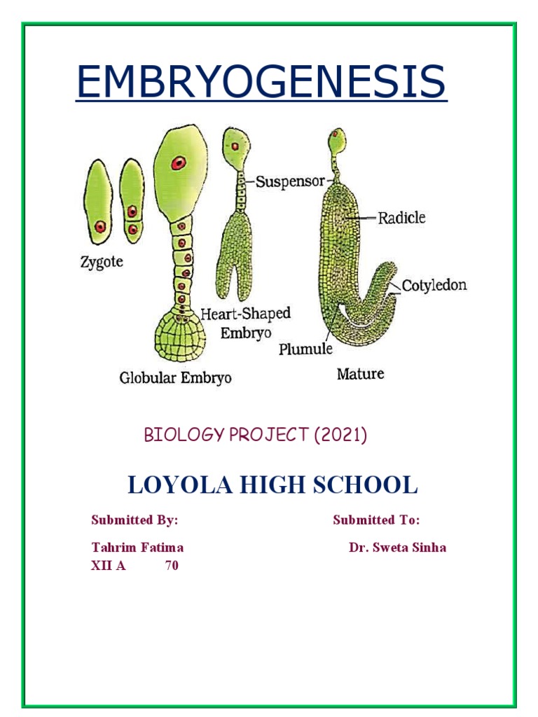 Biology Assignment | PDF | Seed | Embryo
