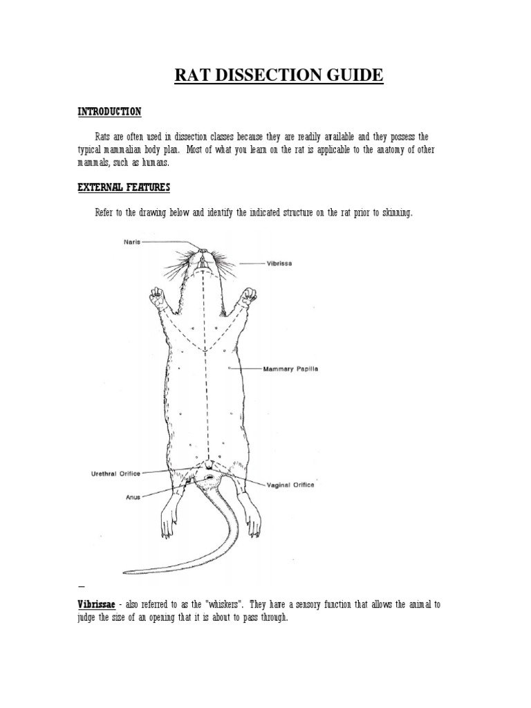 Rat Dissection Anatomy Guide | PDF | Arm | Human Leg