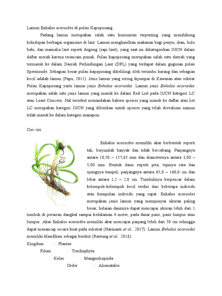 Lamun Enhalus Acoroides Di Pulau Kapoposang | PDF