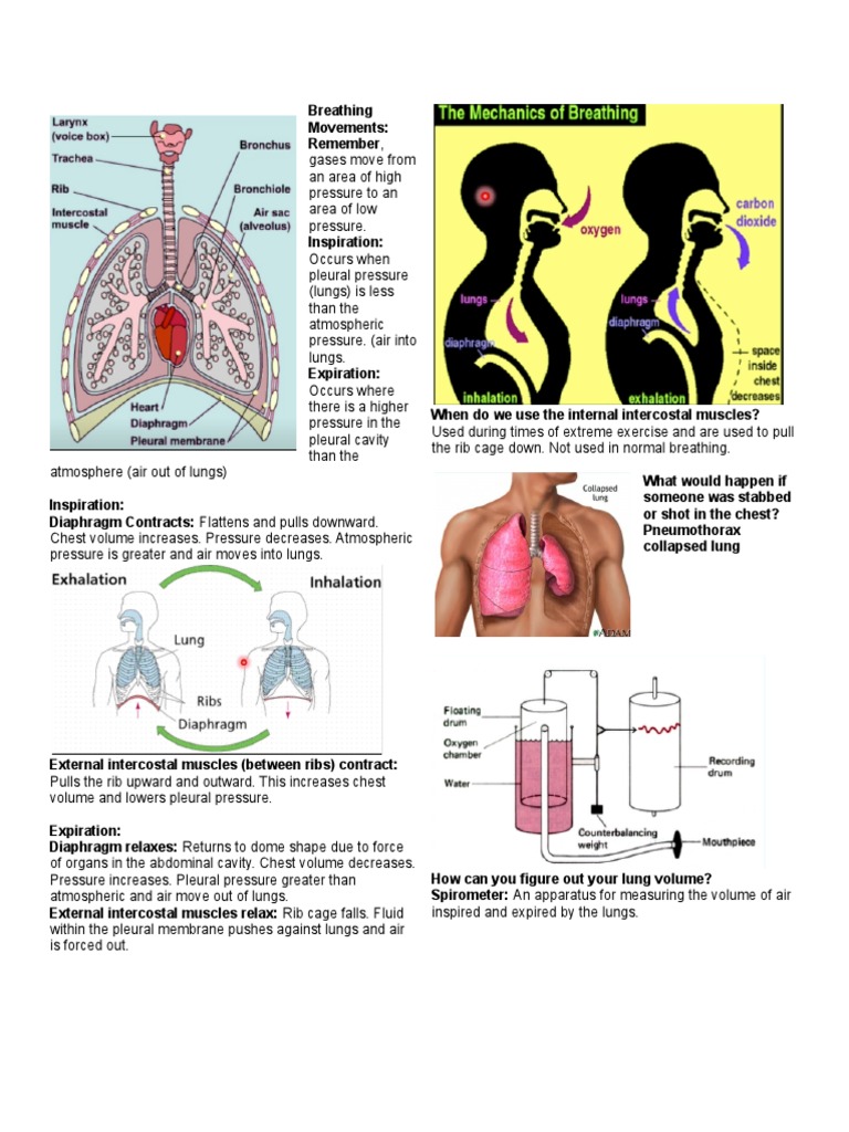 Breathing Process | Download Free PDF | Respiratory Tract | Breathing