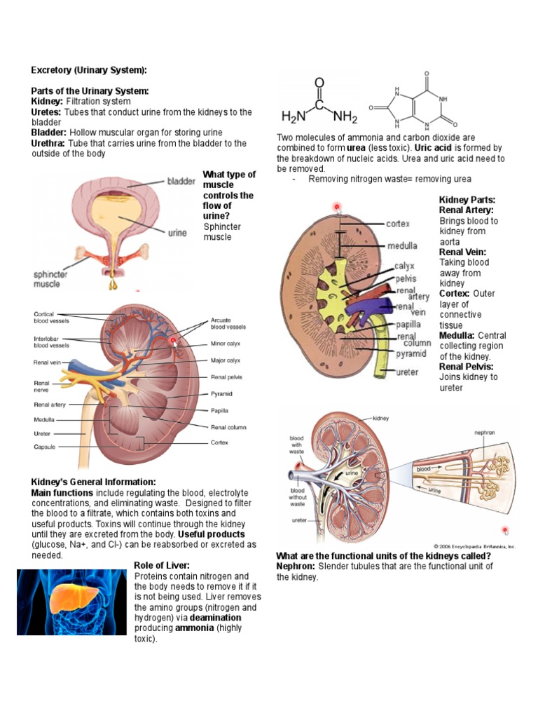 Excretory Notes | PDF | Kidney | Anatomy