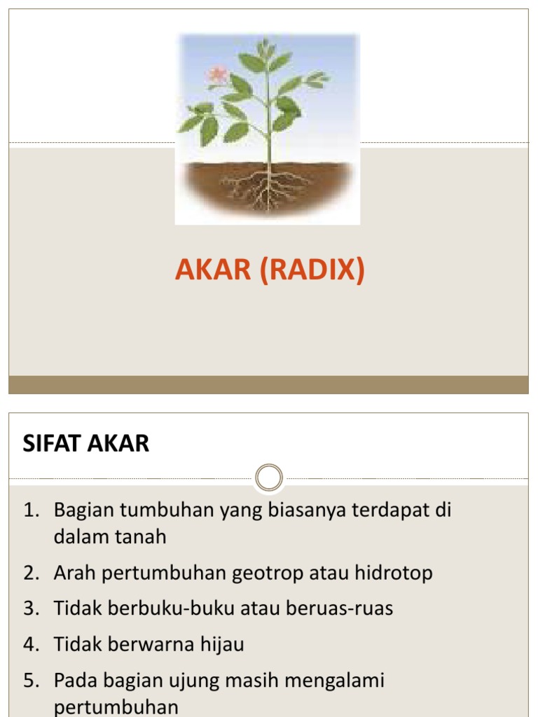 Akar (Radix) 2019 | PDF | Sains & Matematika