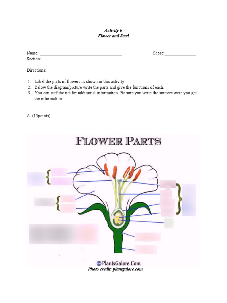Activity 6 Flower and Seed | PDF | Horticulture And Gardening | Plants