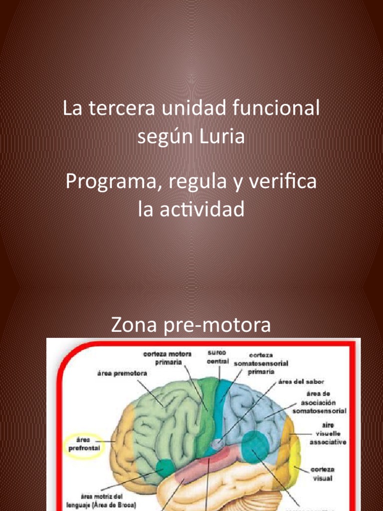 La Tercera Unidad Funcional Según Luria | PDF