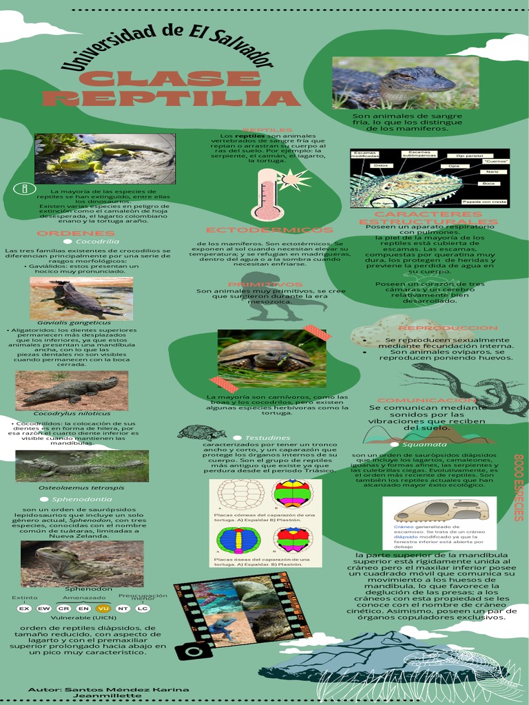 Infografia Reptiles | PDF | Reptil | Zoología