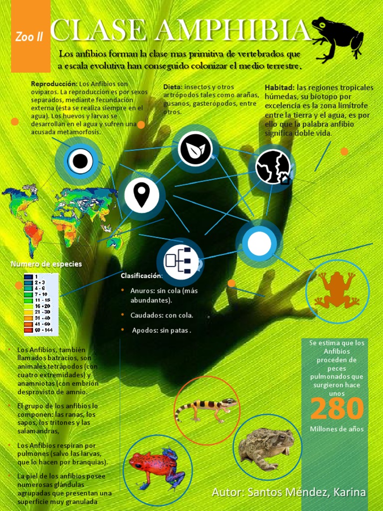 Anfibios, Infografia | PDF | Anfibio | Zoología