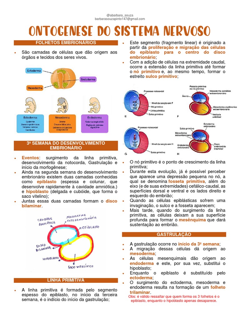 Ontogênese Do Sistema Nervoso | PDF | Anatomia | Reprodução