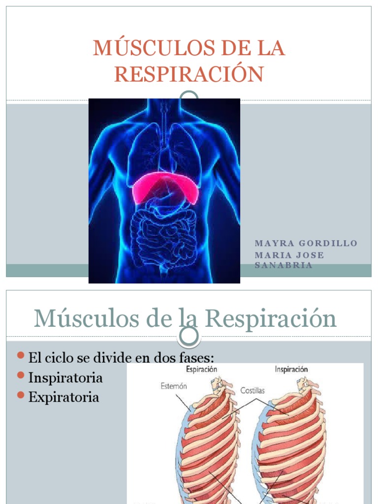 Músculos De La Respiración Funciones Y Tipos Pdf Respiración Tórax