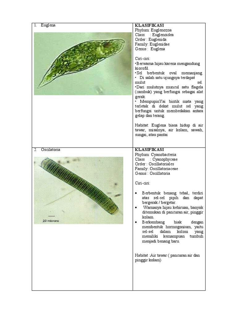 Jenis Plankton Air Tawar dan Ciri-Cirinya | PDF | Griya & Taman ...
