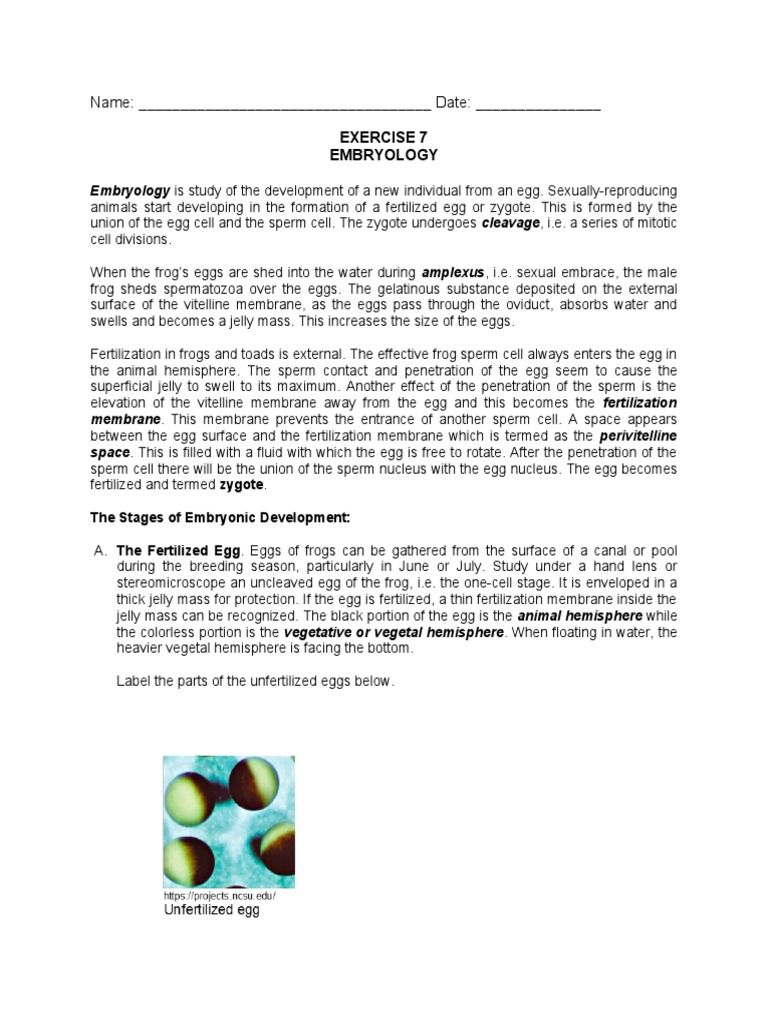 Exercise 7 Embryology 1 | PDF | Nervous System | Embryo