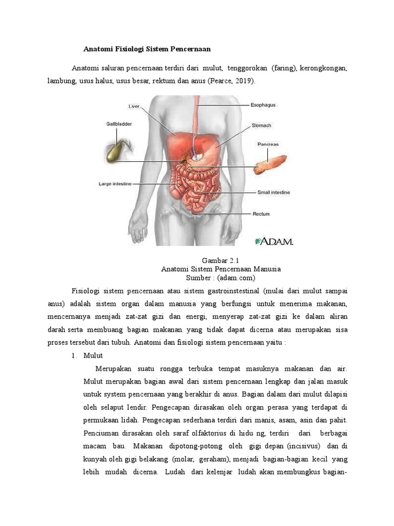 Anatomi Fisiologi Sistem Pencernaan | PDF