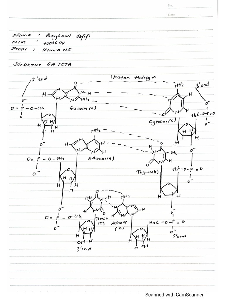 Tugas Struktur DNA - Rayhanil Afifi - 20036114 | PDF