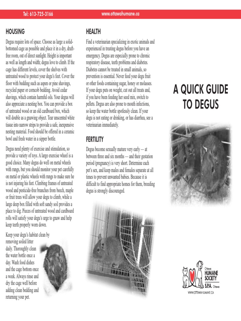 A Quick Guide To Degus: Health Housing | PDF | Foods