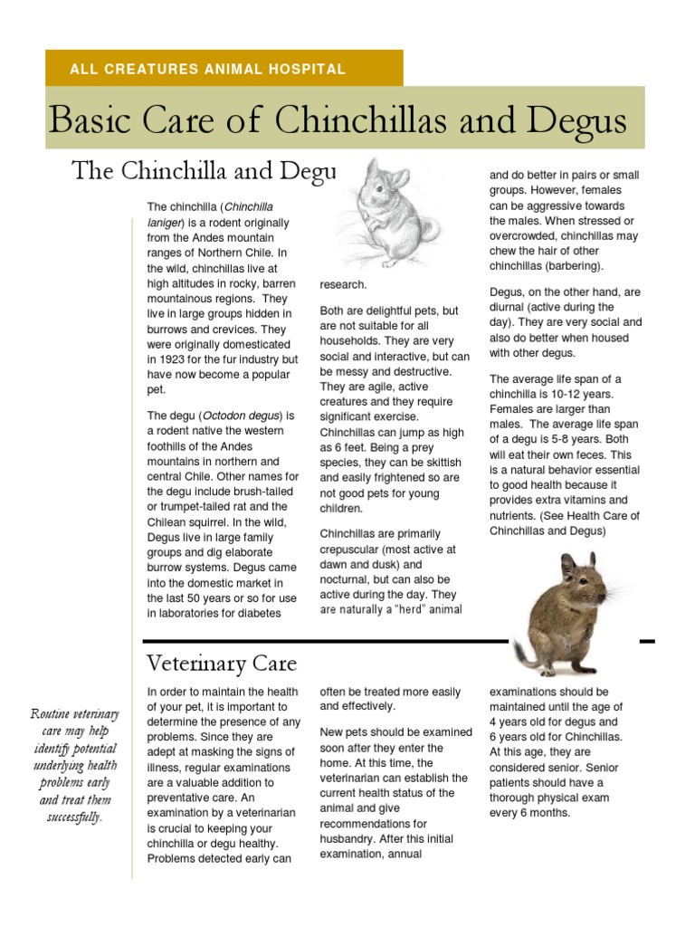 Basic Care of Chinchillas and Degus: The Chinchilla and Degu | PDF ...