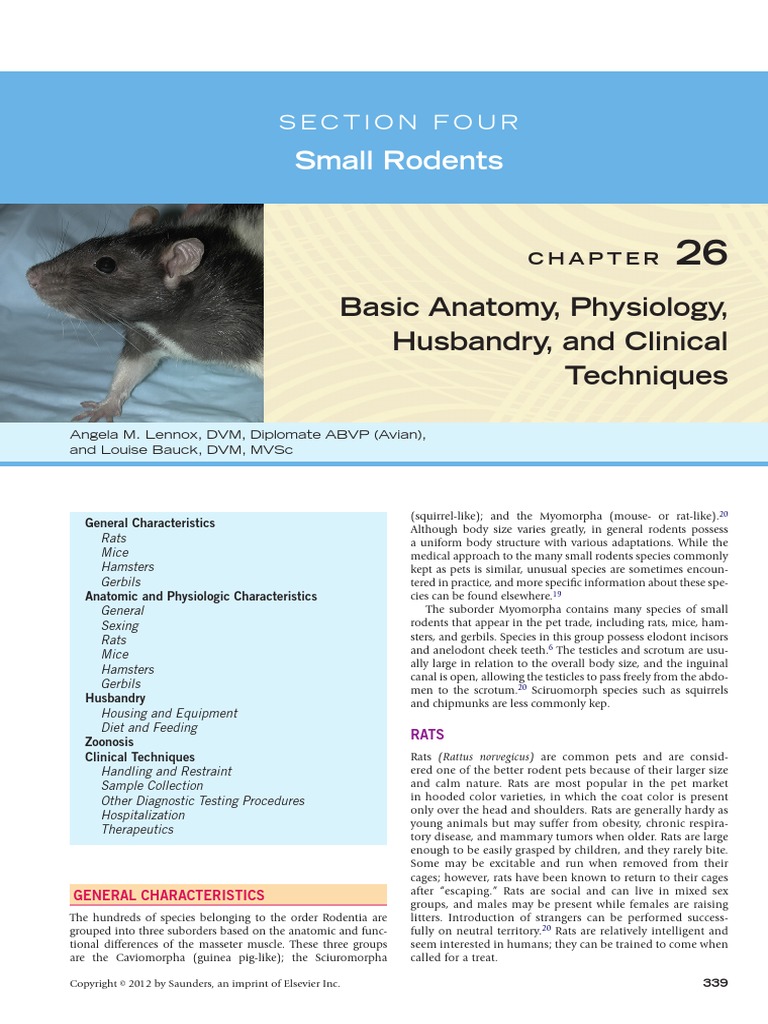 Small Rodents: Basic Anatomy, Physiology, Husbandry, and Clinical ...