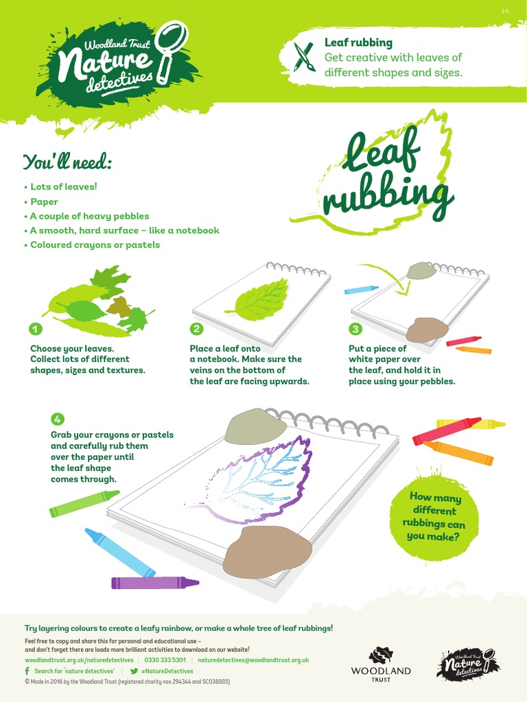 Leaf Rubbing | PDF | Leaf | Plant Morphology