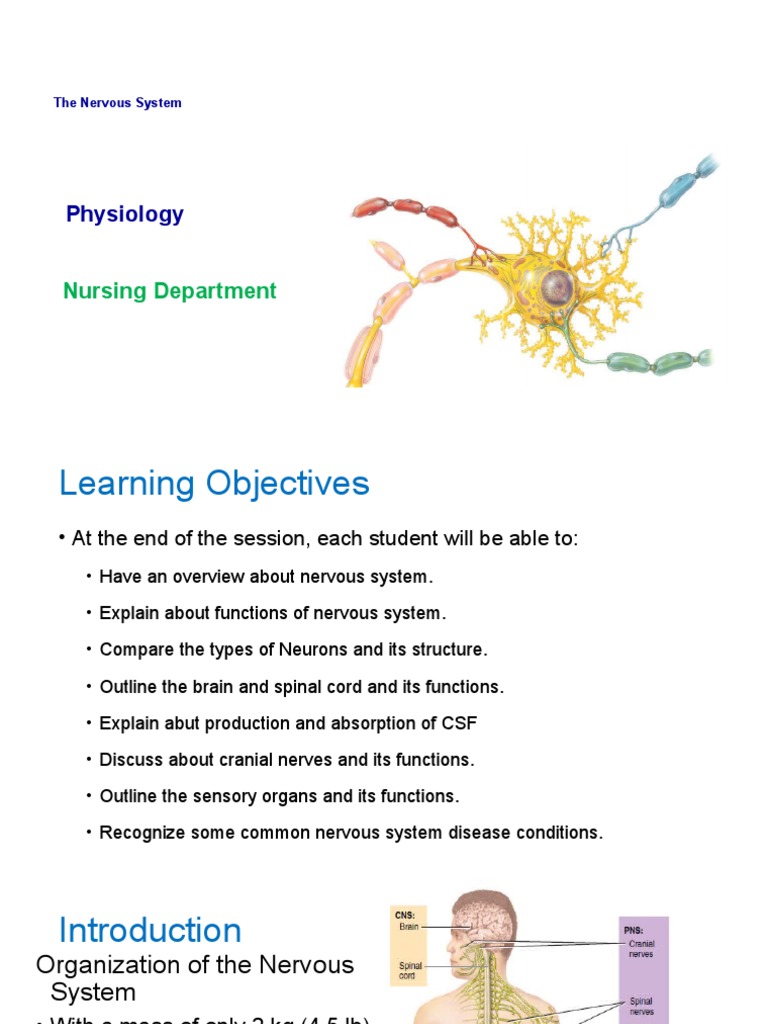 Nervous System 2 | PDF | Central Nervous System | Nervous System