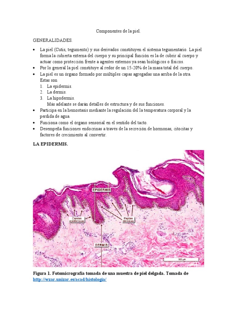 Componentes de La Piel Histologia Final | Download grátis PDF | Piel ...