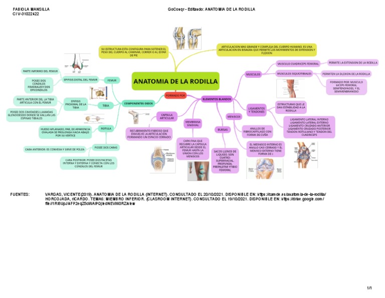 Mapa Mental Anatomia de La Rodilla | PDF | Negocios | Ciencia y matemáticas