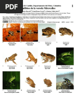 Rana Nodriza Niputidea (Allobates Niputidea) NaturaLista Colombia | PDF