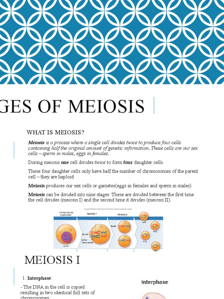 Stages of Meiosis | PDF | Meiosis | Mitosis