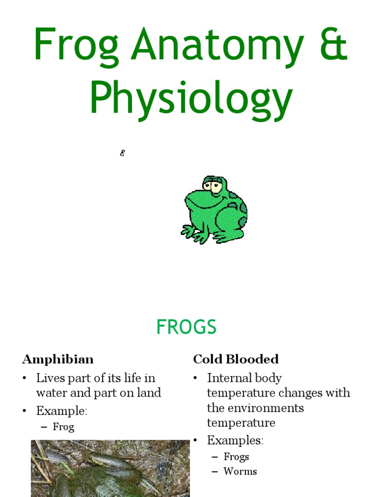 An In-Depth Look at Frog Anatomy, Physiology, and Life Processes | PDF ...