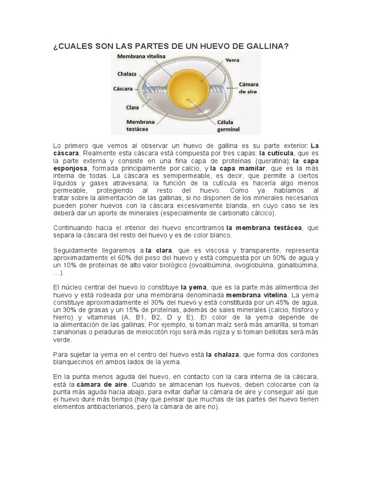 Estructura Completa del Huevo de Gallina | PDF