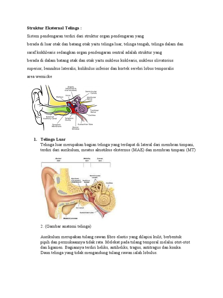 Fungsi Kavum Timpani dalam Pendengaran | PDF