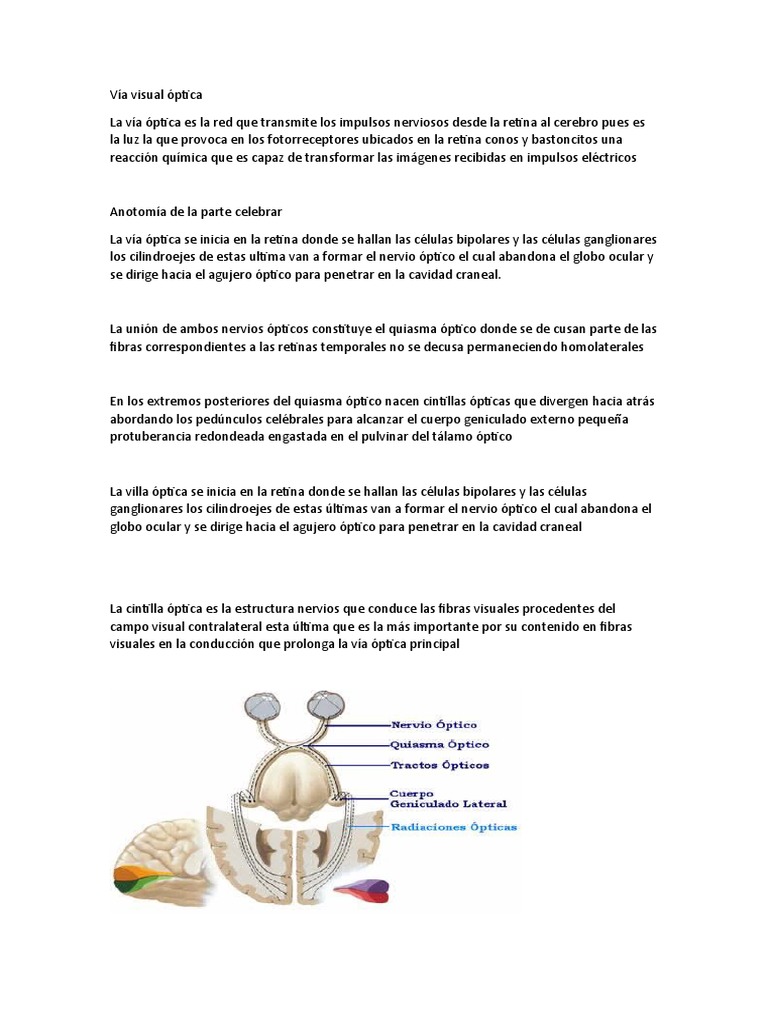 Anatomía de la Vía Visual Óptica | PDF | Percepción visual | Corteza visual