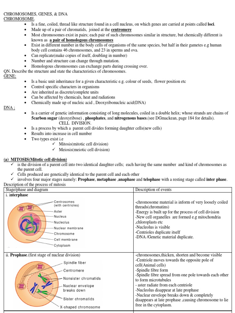 Genetics O'level Biology Notes | PDF | Meiosis | Dominance (Genetics)