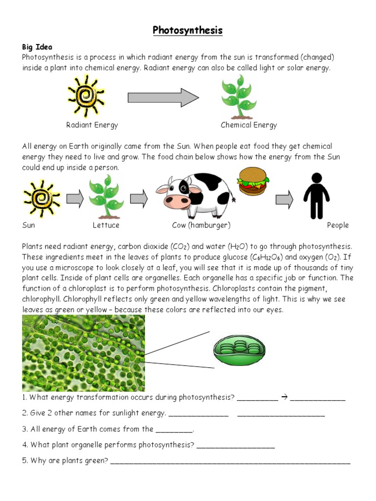 Photosynthesis Reading and Questions PDF | PDF | Photosynthesis | Plants