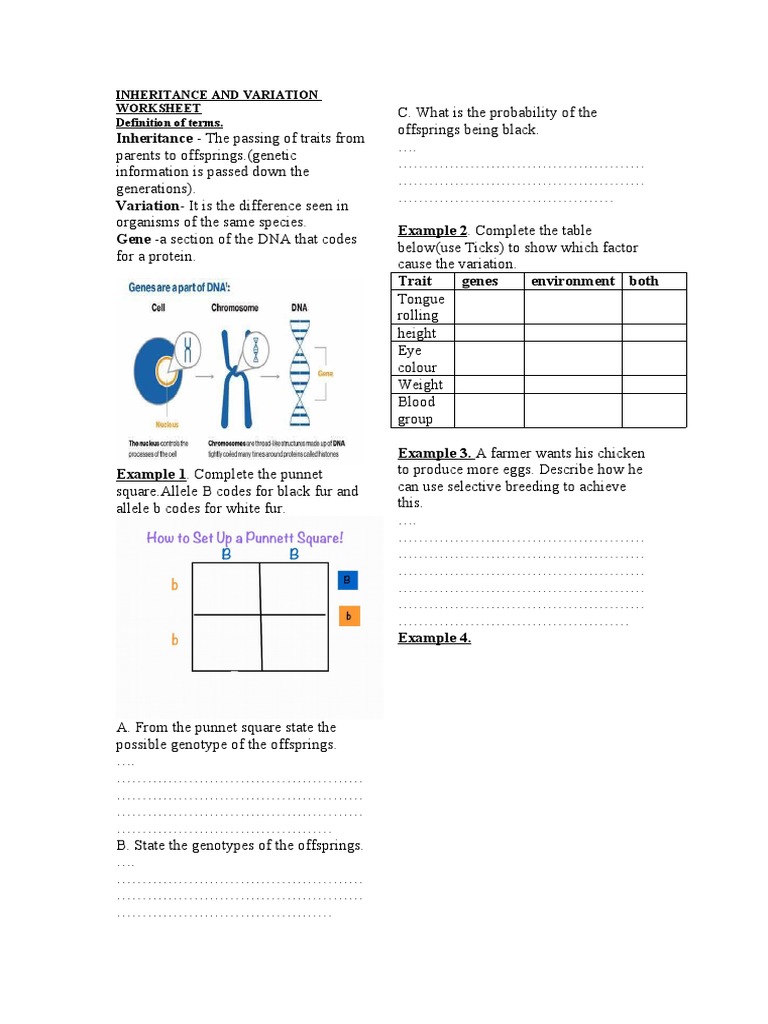 Inheritance and Variation Worksheet Year 9 SCSS | PDF
