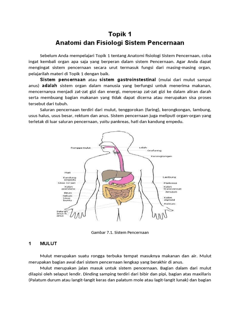 Anatomi Dan Fisiologi Sistem Pencernaan (Lengkap) | PDF | Kesehatan Holistik | Sains & Matematika