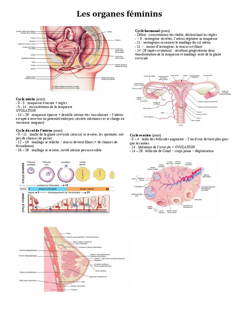 Planche Organes Génitaux F | PDF