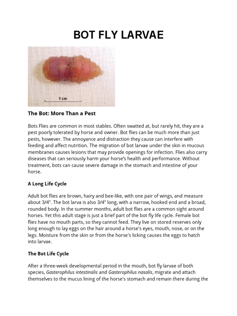 Bot Fly Larvae: The Bot: More Than A Pest | PDF | Fly | Insects